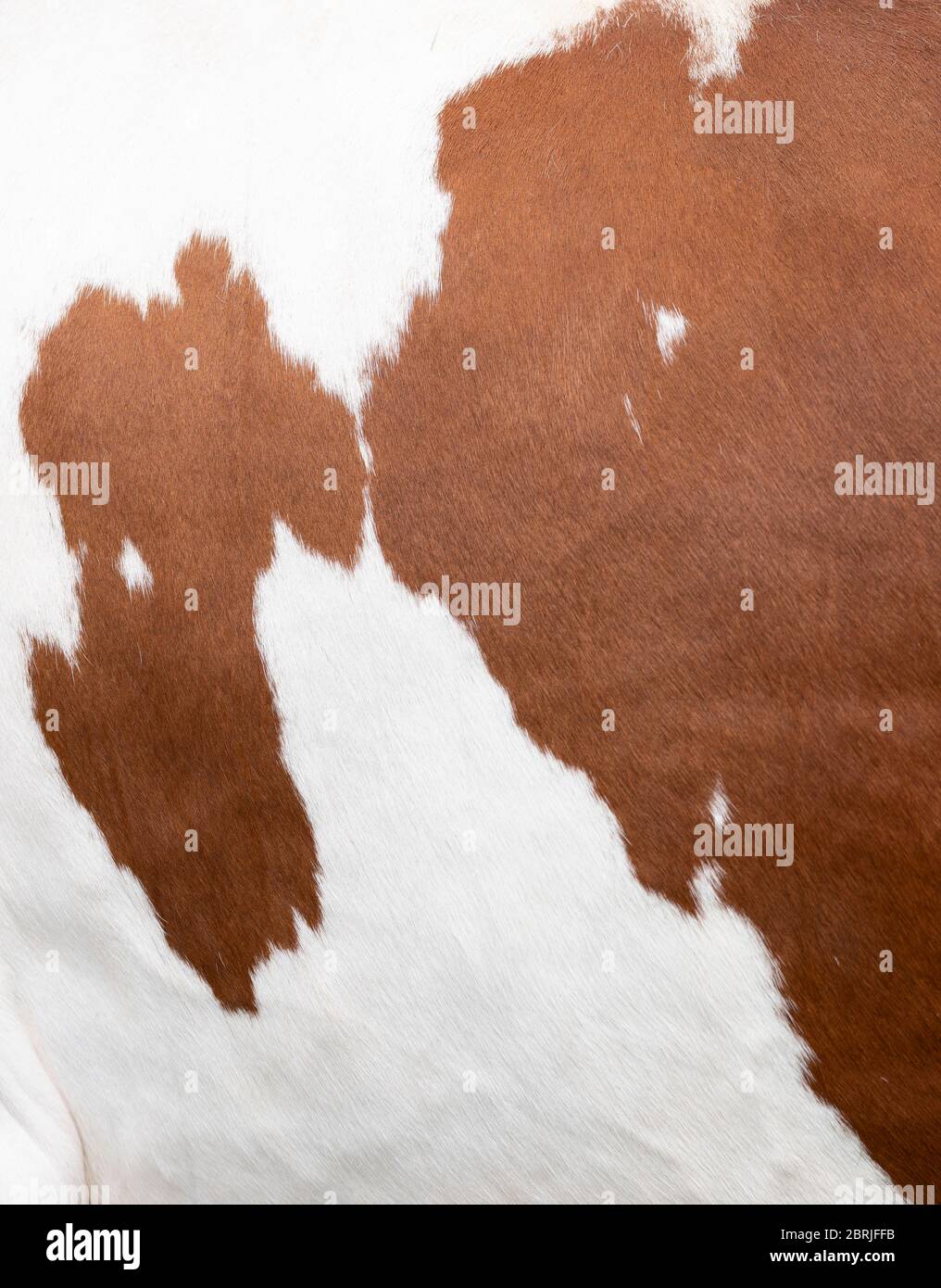 Natural hide hi-res stock photography and images - Alamy