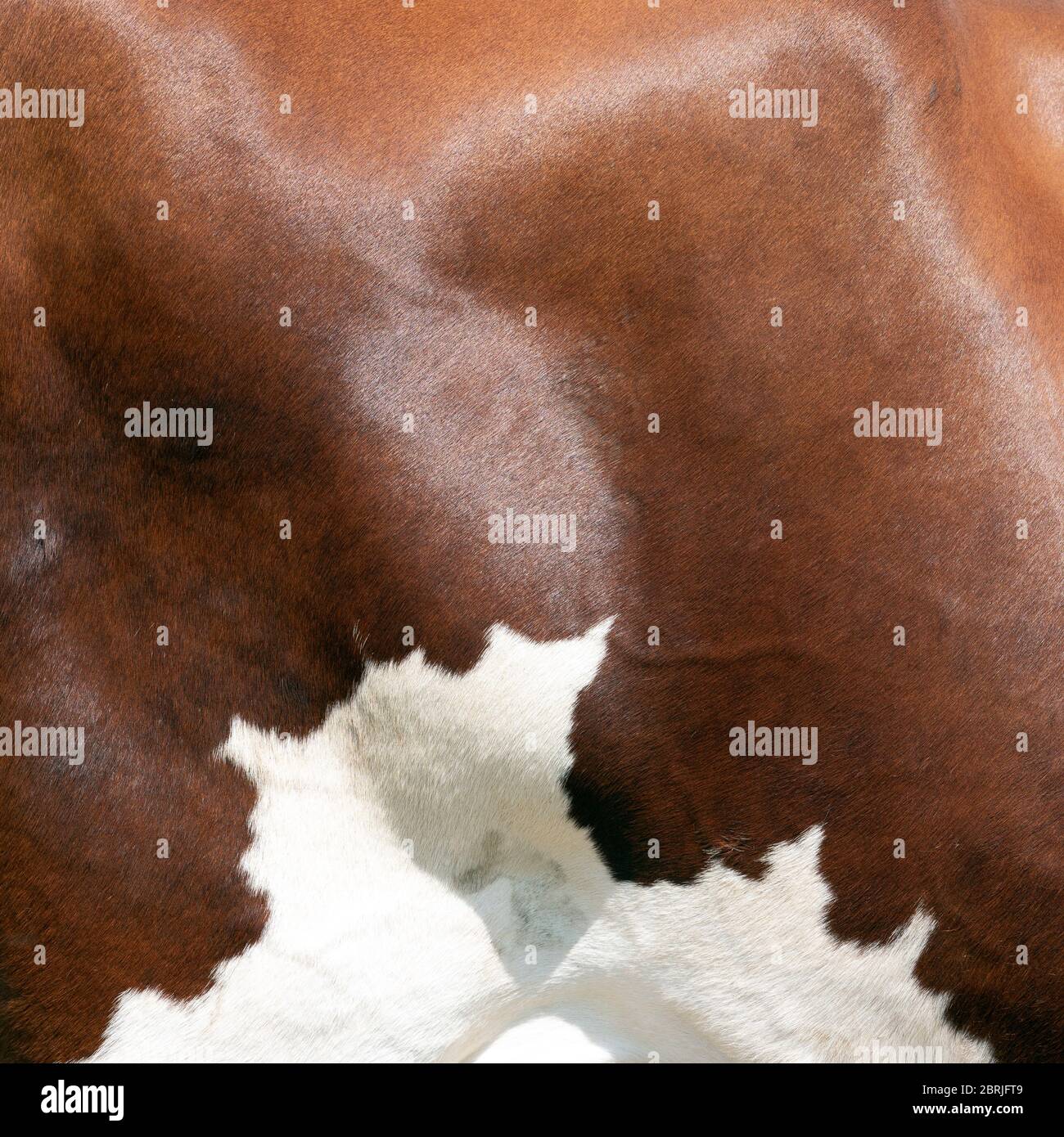 closeup of part of cowhide from red and white spotted cow Stock Photo ...