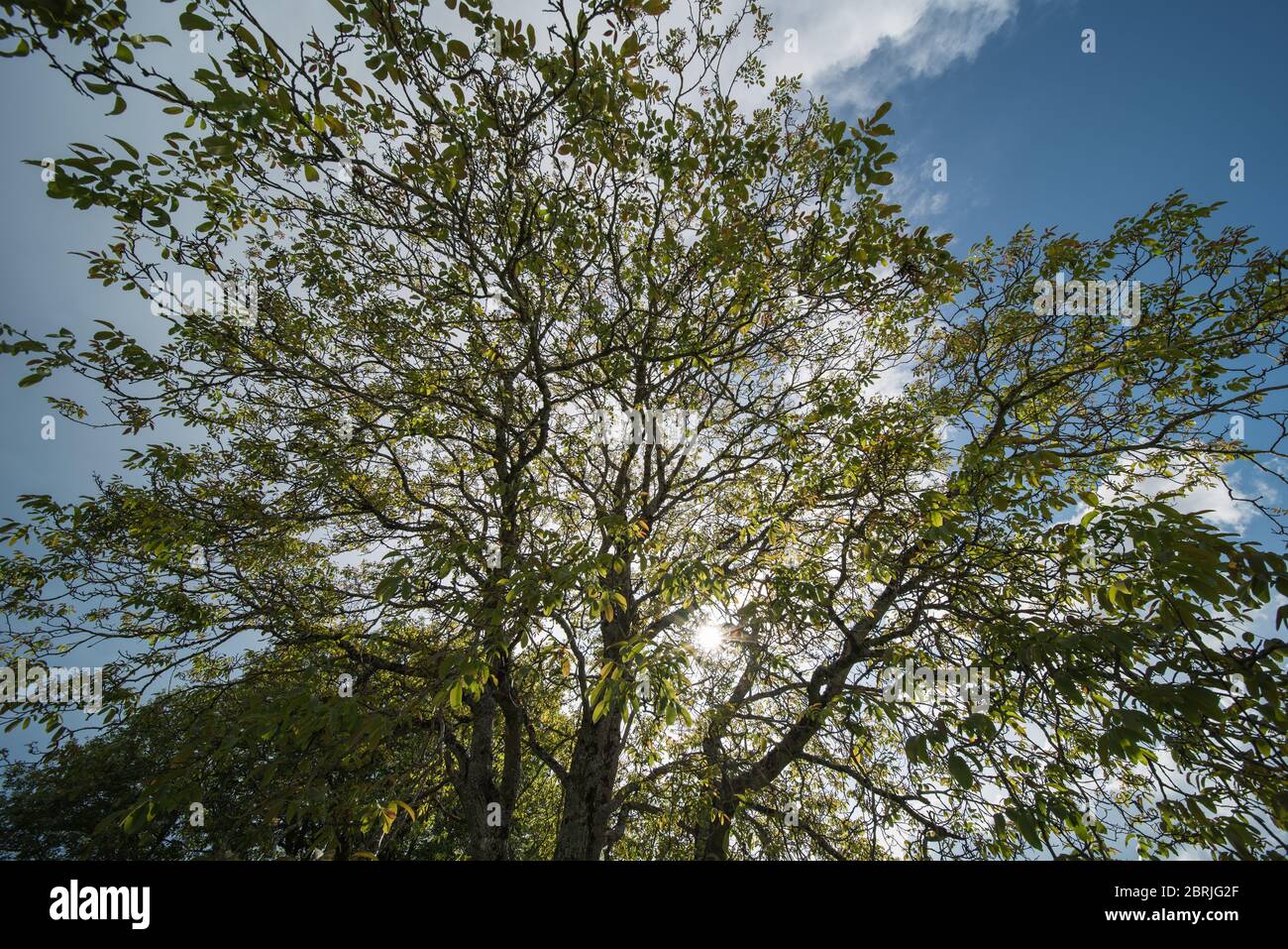nut tree in nature Stock Photo - Alamy