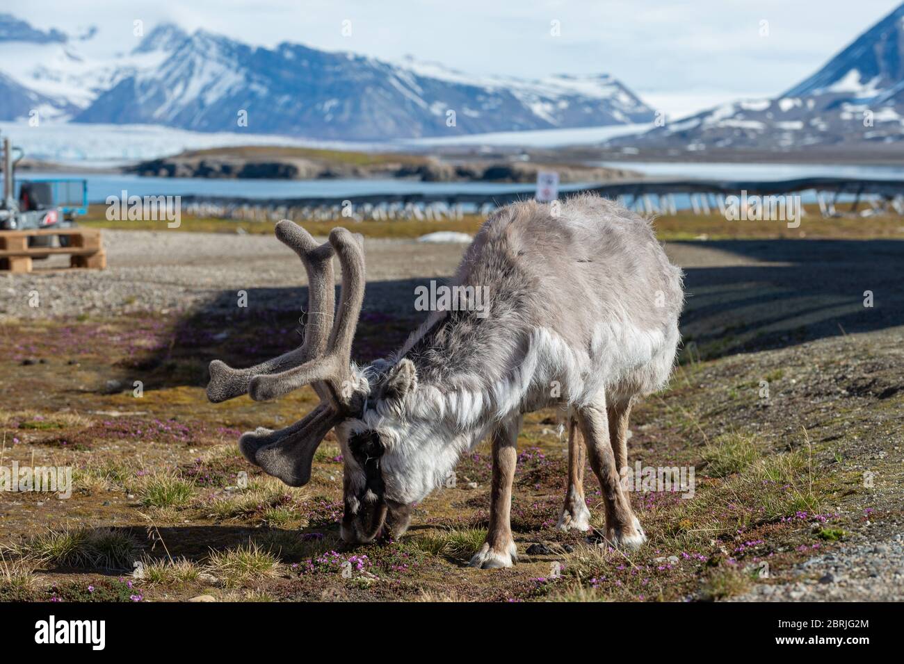 Wild reindeer in Ny-Alesund town at summer time Stock Photo - Alamy