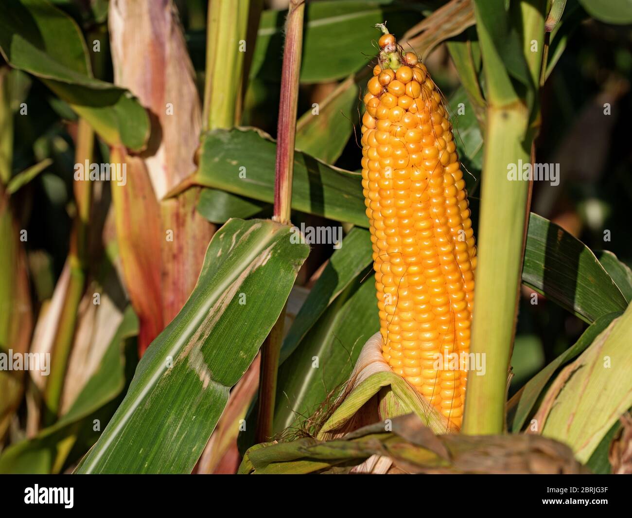Maize cultivation hi-res stock photography and images - Alamy