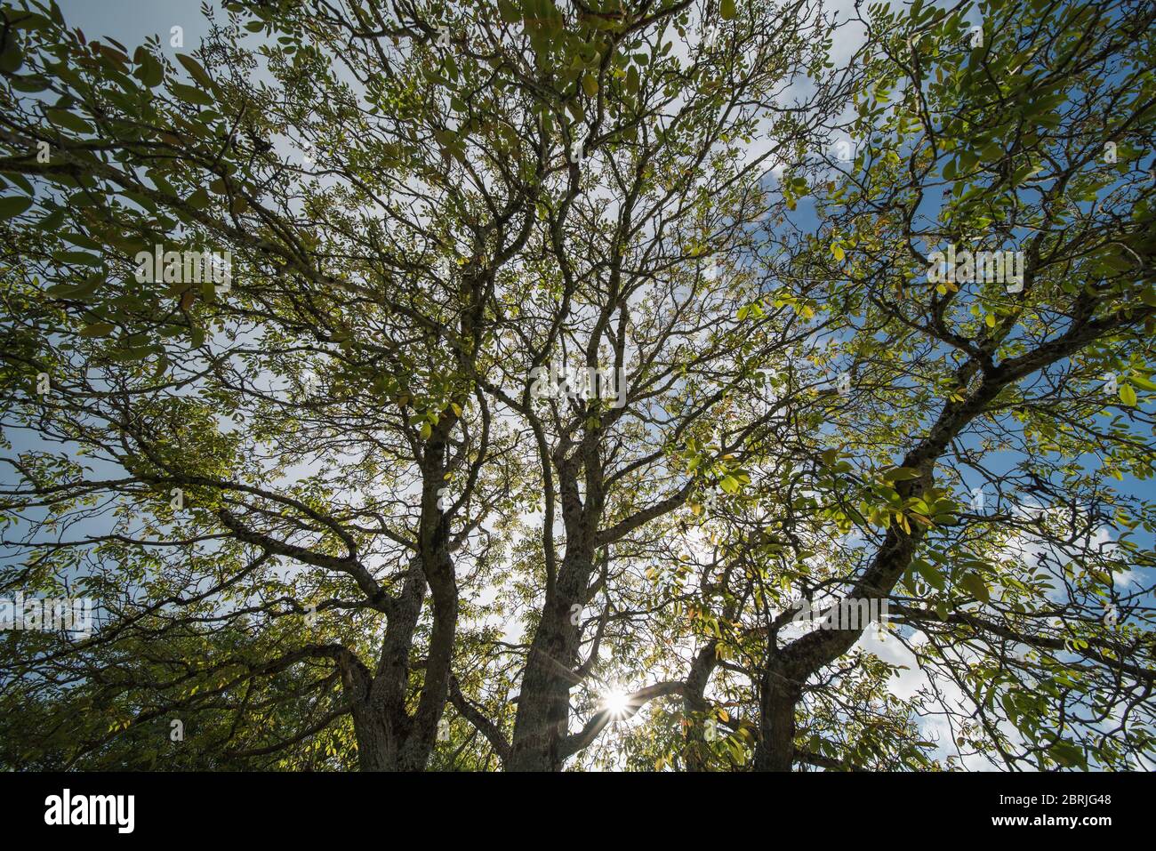 nut tree in nature Stock Photo - Alamy
