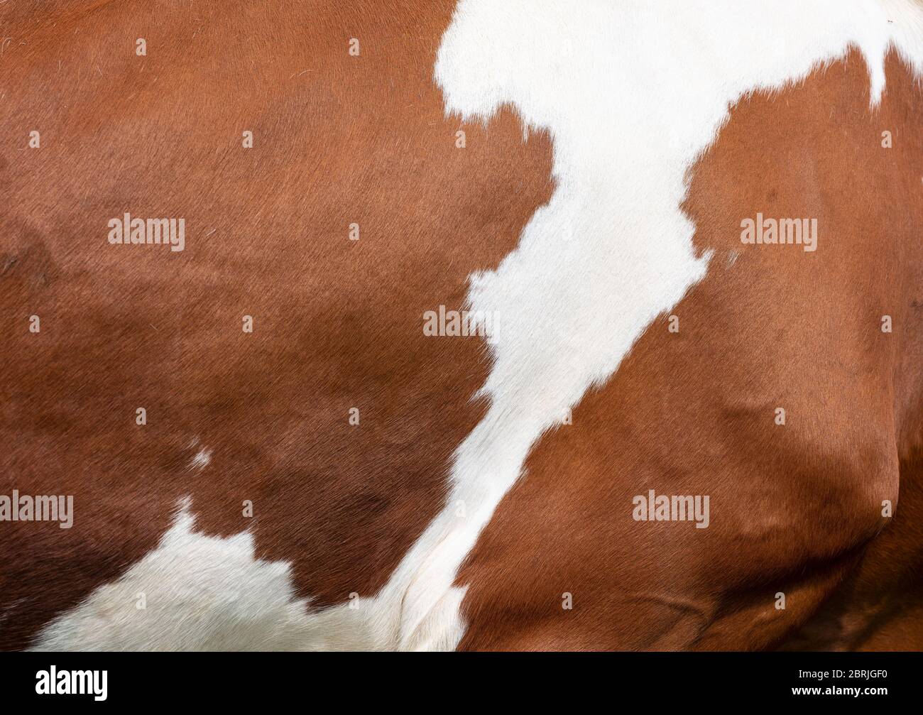 closeup of part of cowhide from red and white spotted cow Stock Photo ...