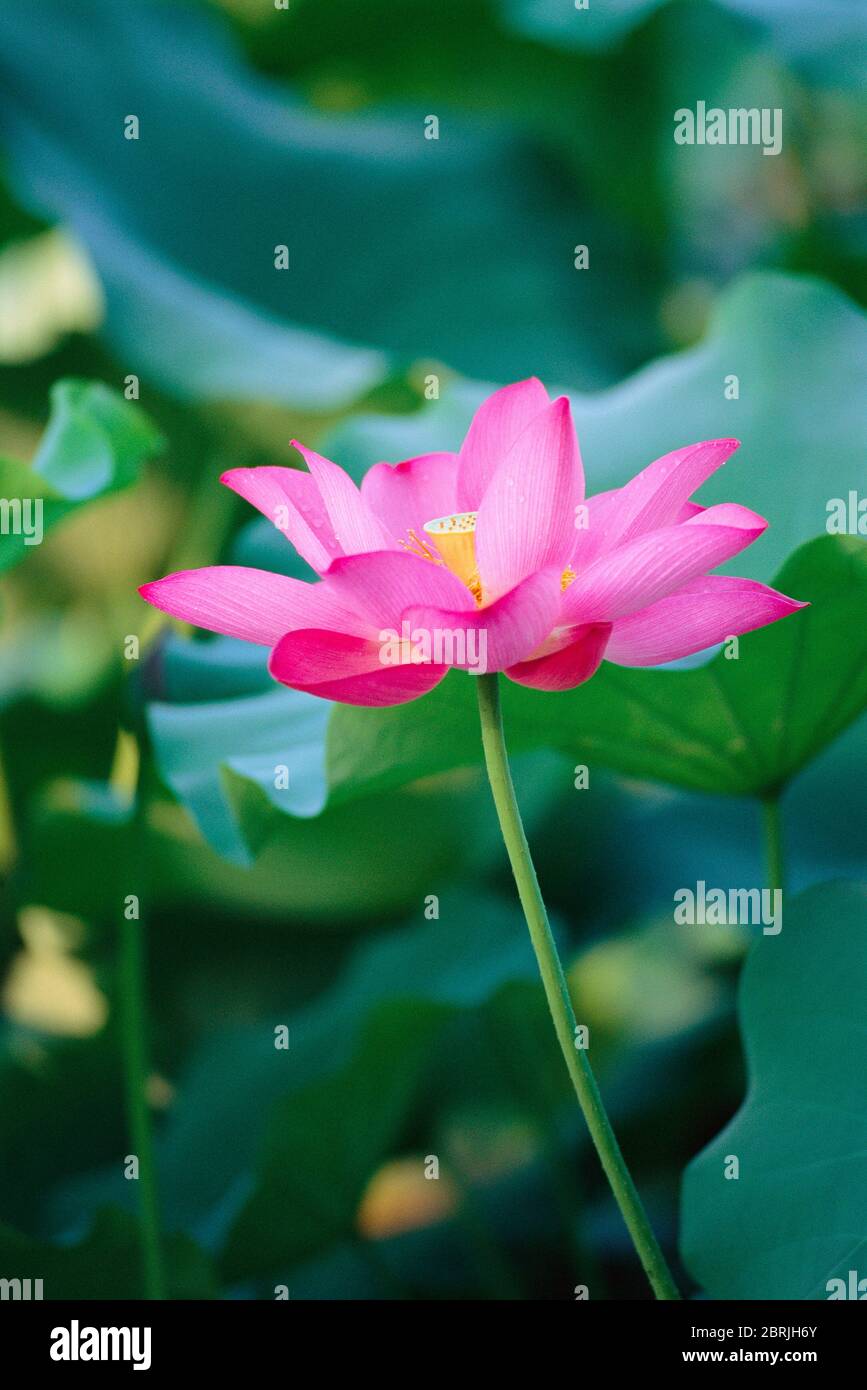 Chinese lotus flower hi-res stock photography and images - Alamy