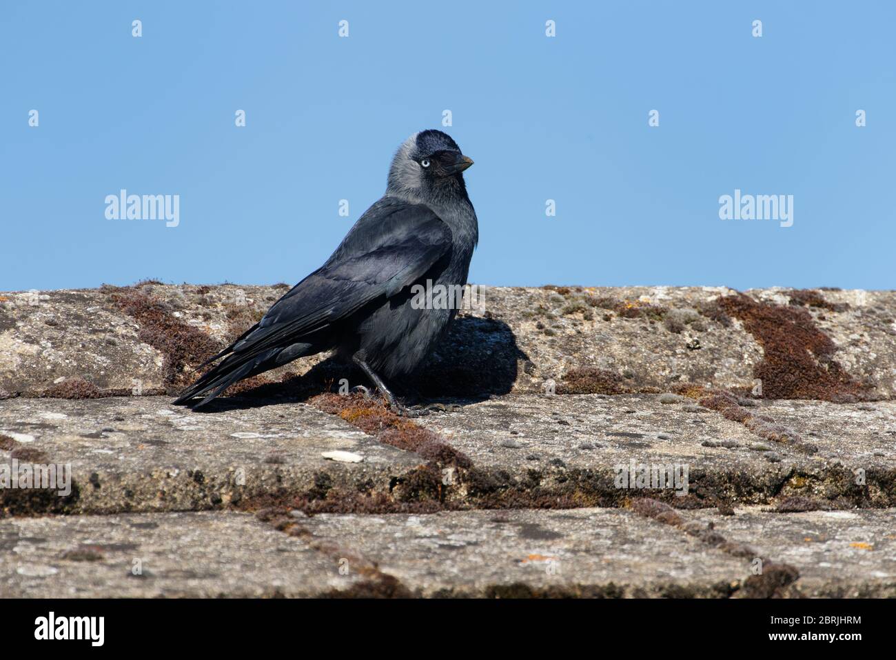Eurasian Jackdaw - Corvus monedula on house roof Stock Photo - Alamy