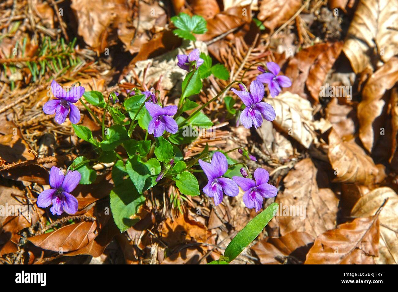 Violet - Alpine flower, Europe Stock Photo - Alamy