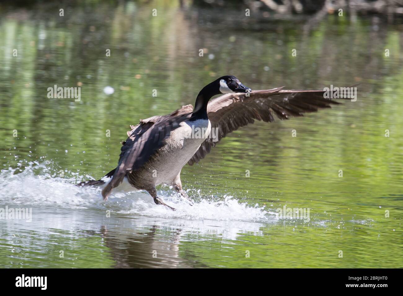 waterlanding of a goose Stock Photo - Alamy
