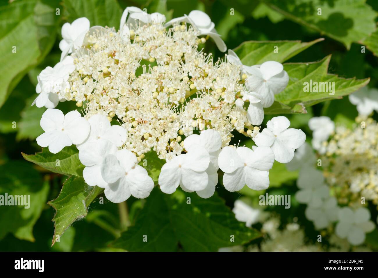 Guelder-rose - Viburnum opulus White Flowers and Leaves Stock Photo - Alamy