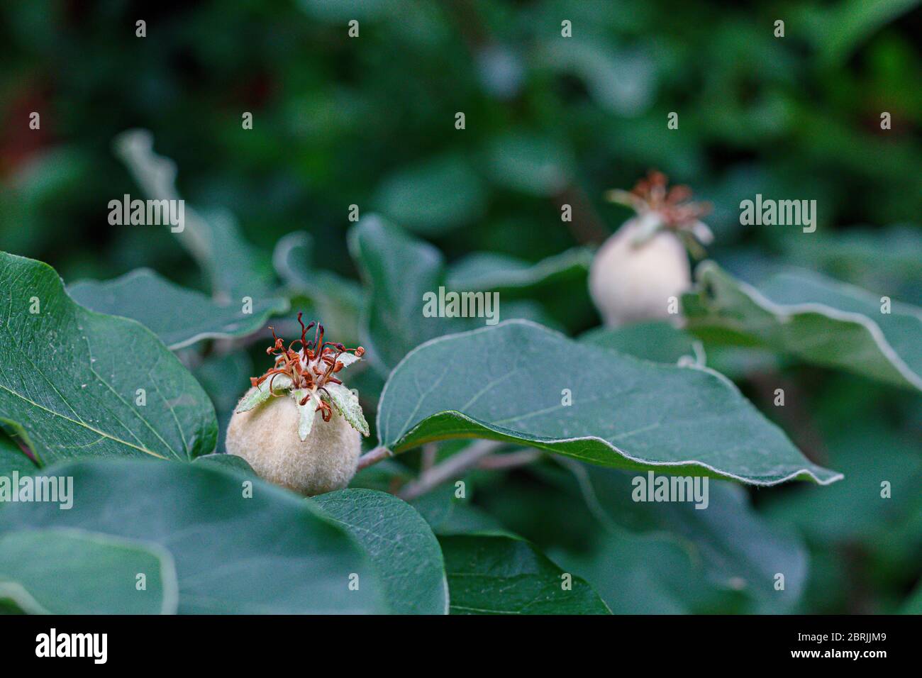 Small Quince on Tree Branch Close Up Stock Photo - Alamy