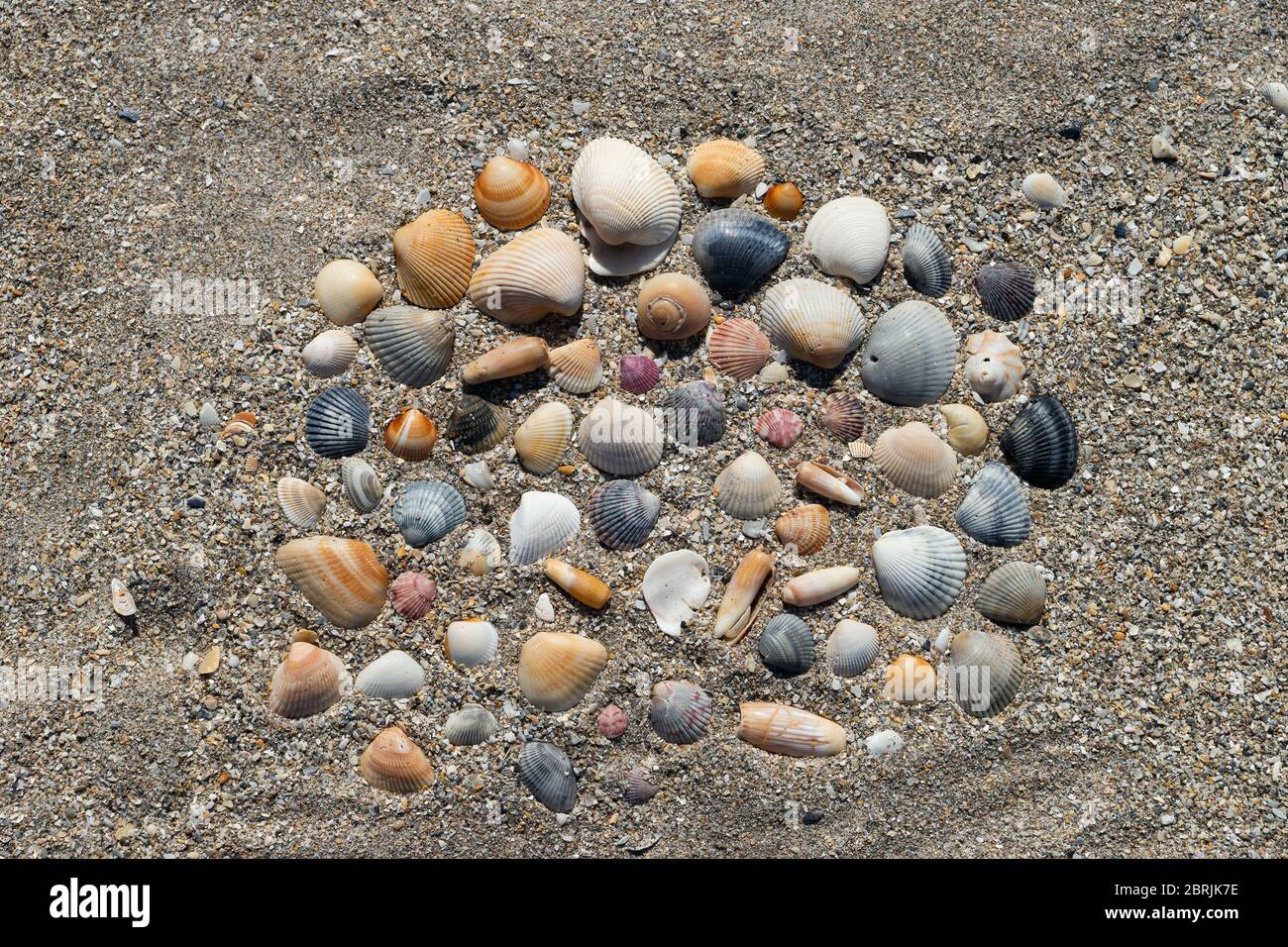 Shell arrangement hi-res stock photography and images - Alamy