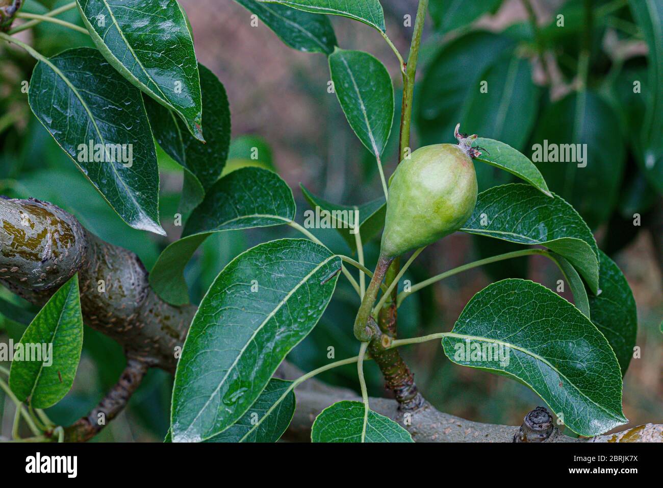 Young branch leaves pear hi-res stock photography and images - Alamy