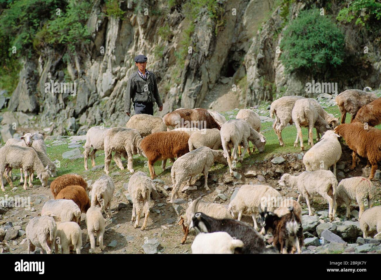 Goat Herder, Heavenly Lake of Tianshan, Xinjiang Province, China Stock ...
