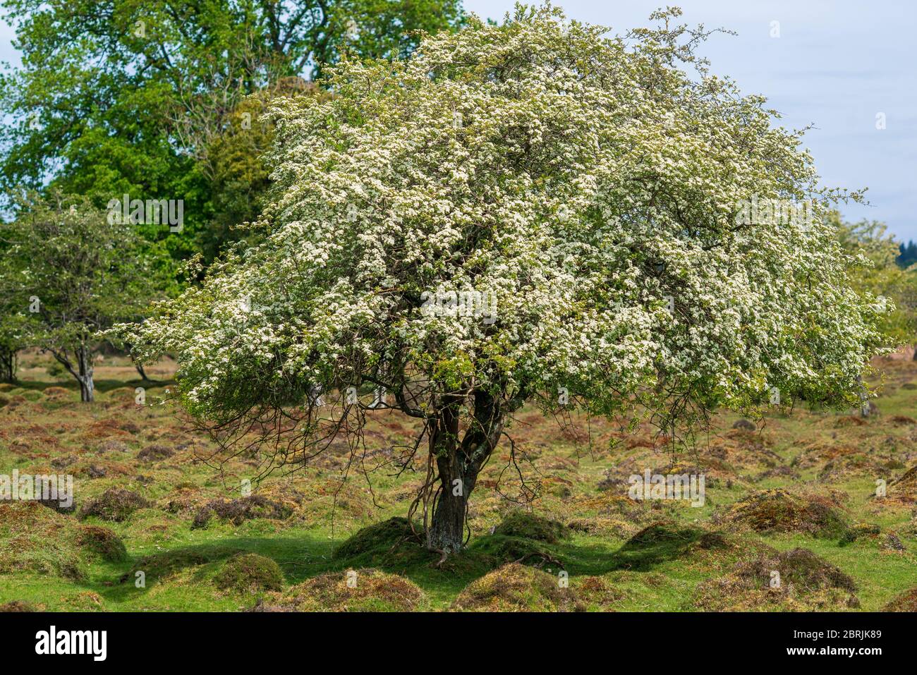 Crabapple tree uk hi-res stock photography and images - Alamy