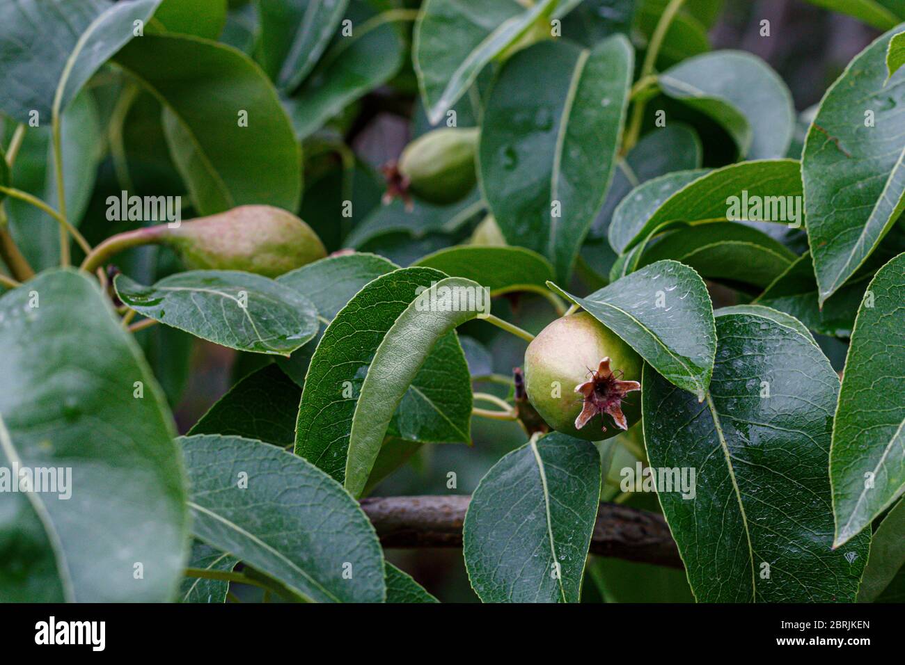 Pear tree young hi-res stock photography and images - Alamy