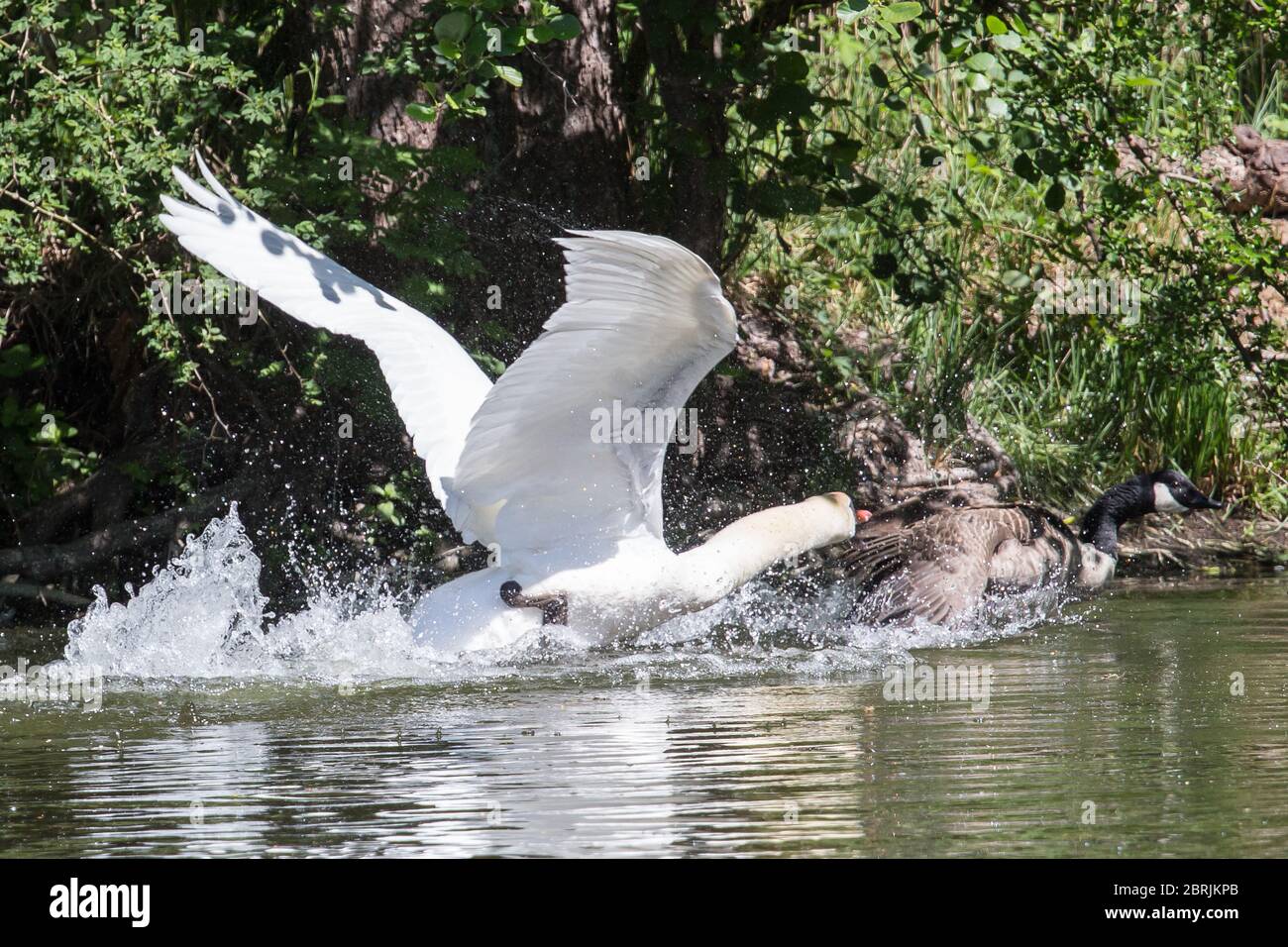 swan and goose fighting on a lake Stock Photo - Alamy