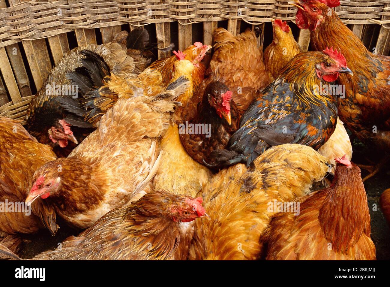 Basket of Chickens in a market, Chengdu, Sichuan Province, China Stock ...