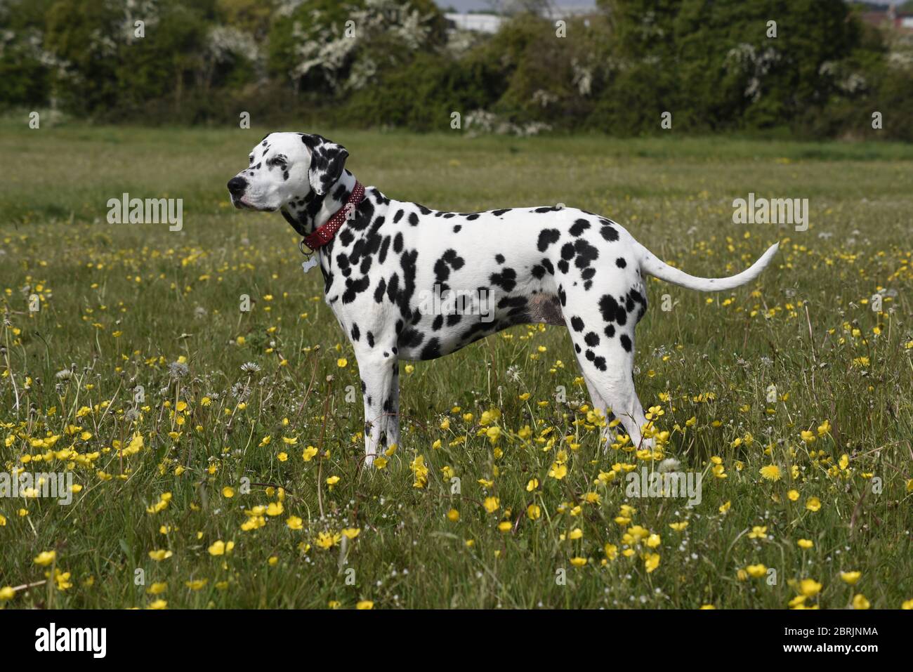 Dalmation running, sitting and posing in wildflower meadow, Wiltshire ...