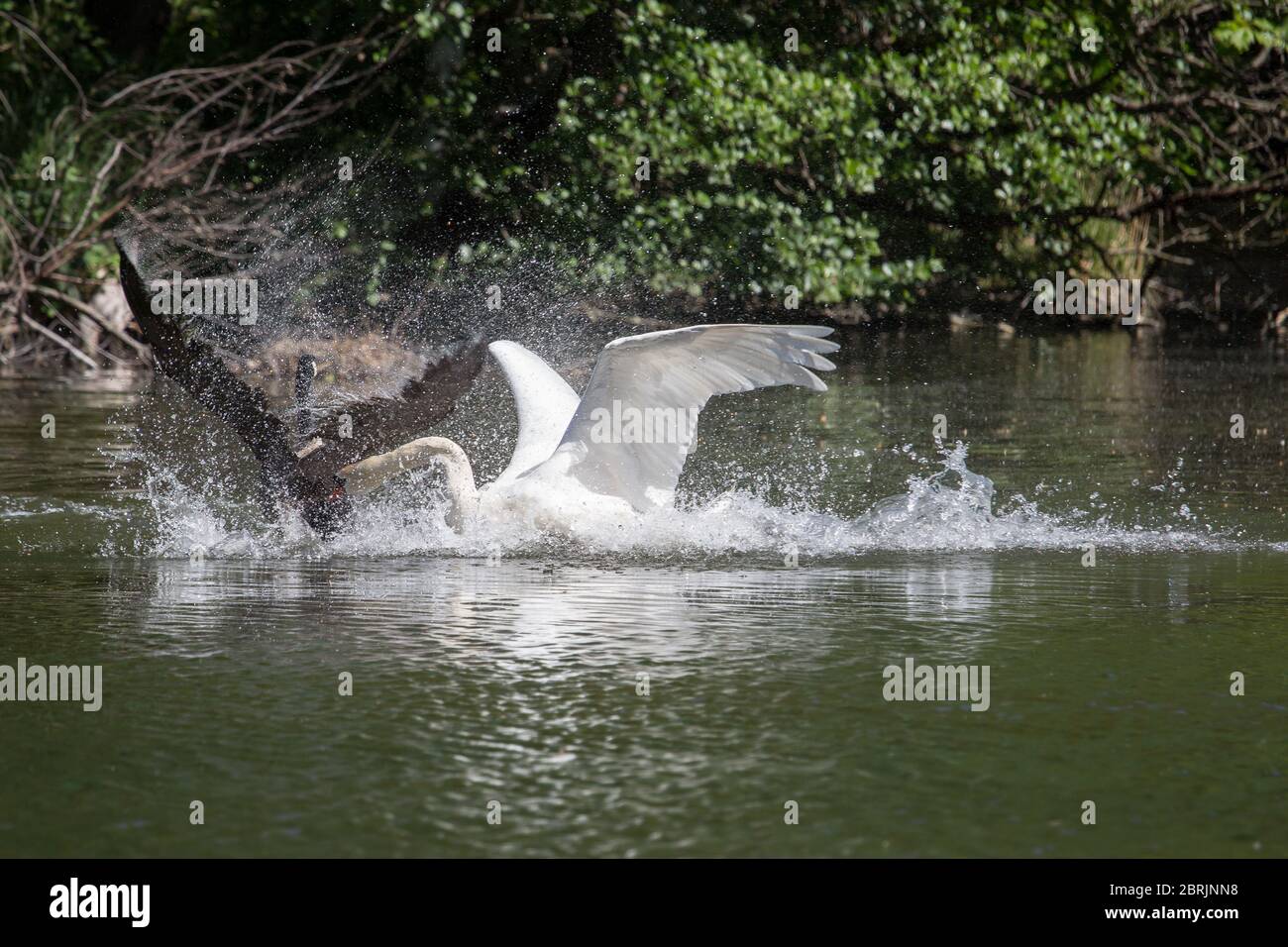 swan and goose fighting on a lake Stock Photo - Alamy
