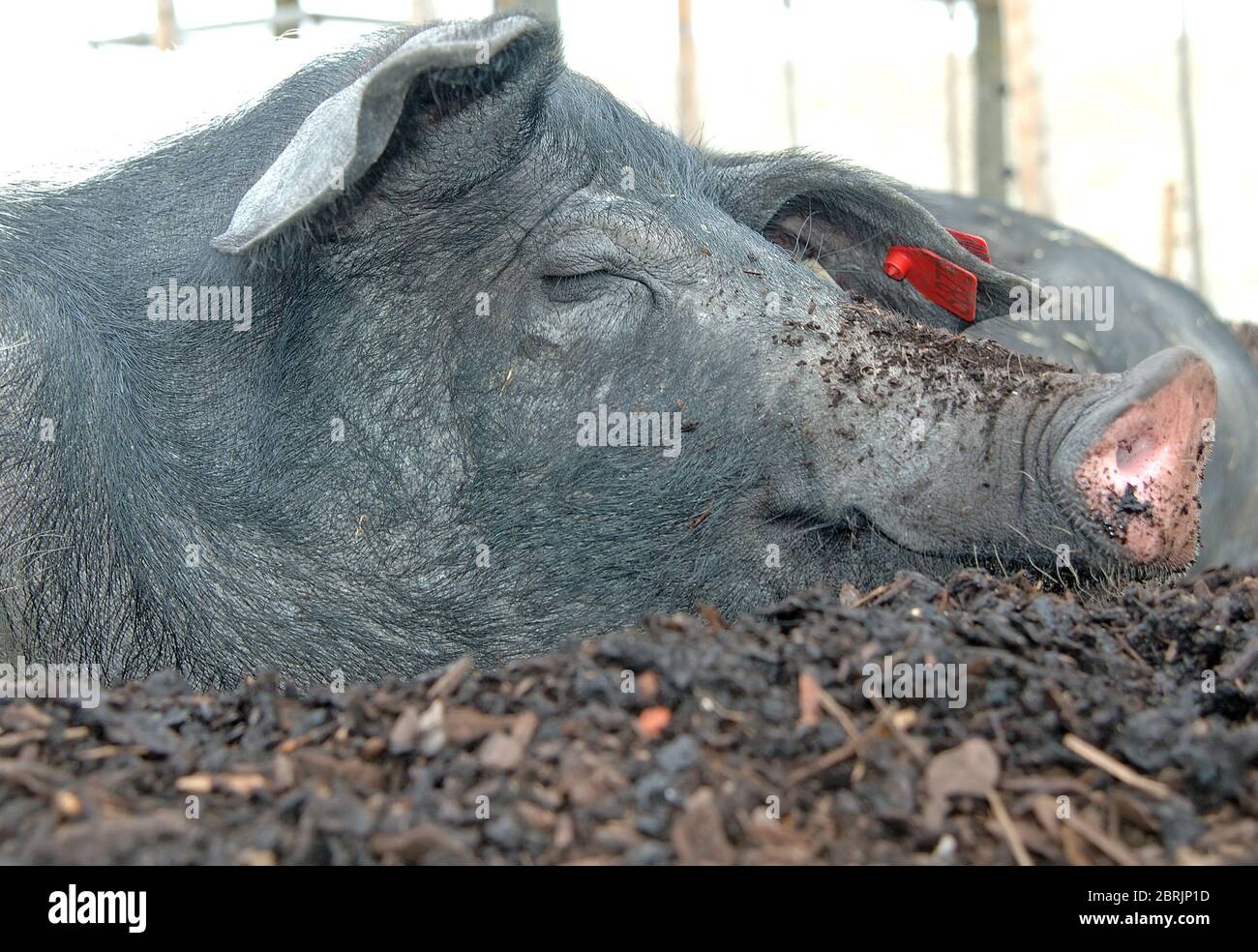 Pig Yard High Resolution Stock Photography and Images - Alamy