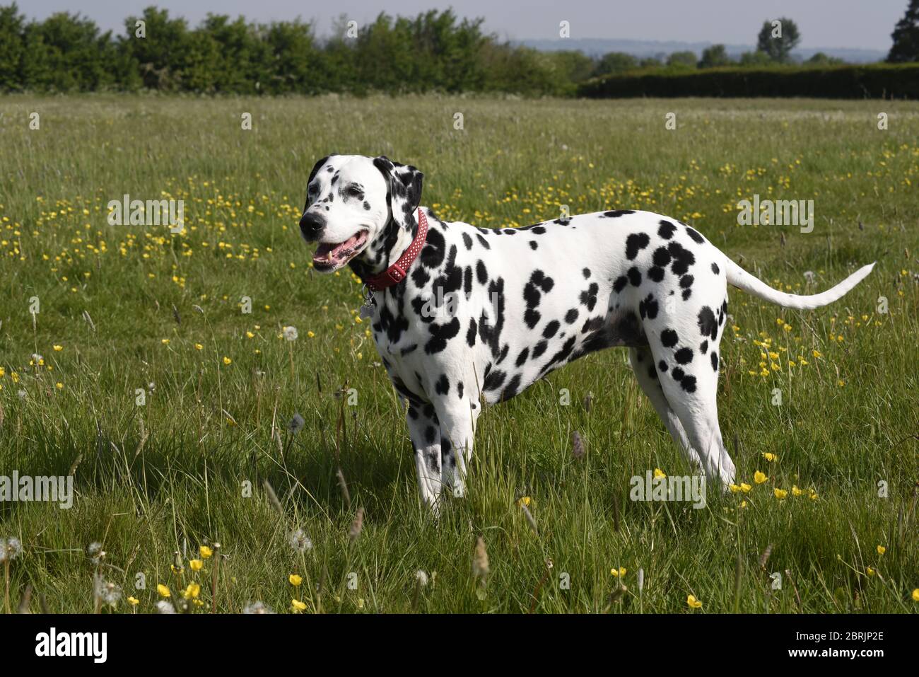 Dalmation running, sitting and posing in wildflower meadow, Wiltshire ...