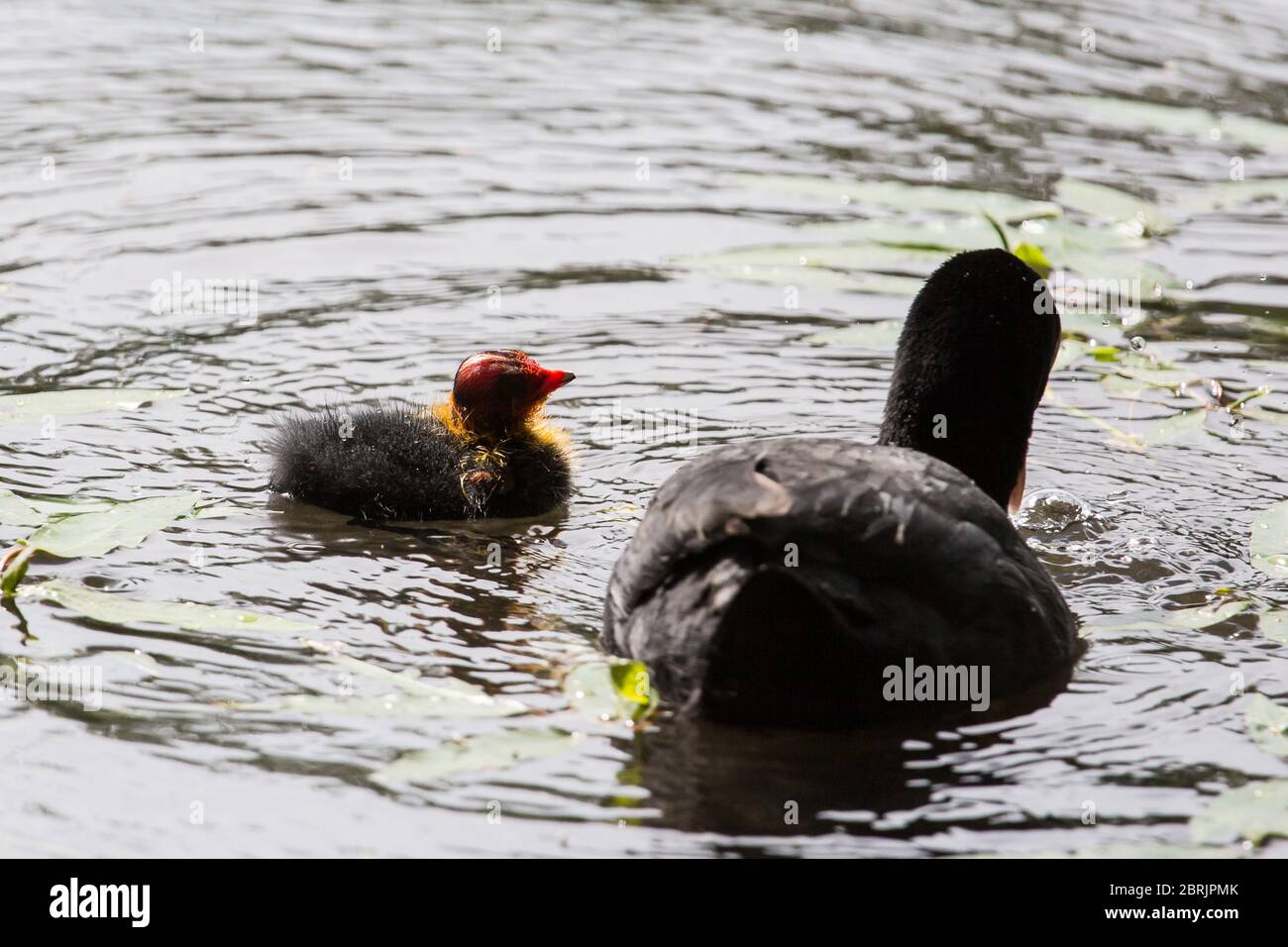 baby coots with parents on the lake Stock Photo - Alamy