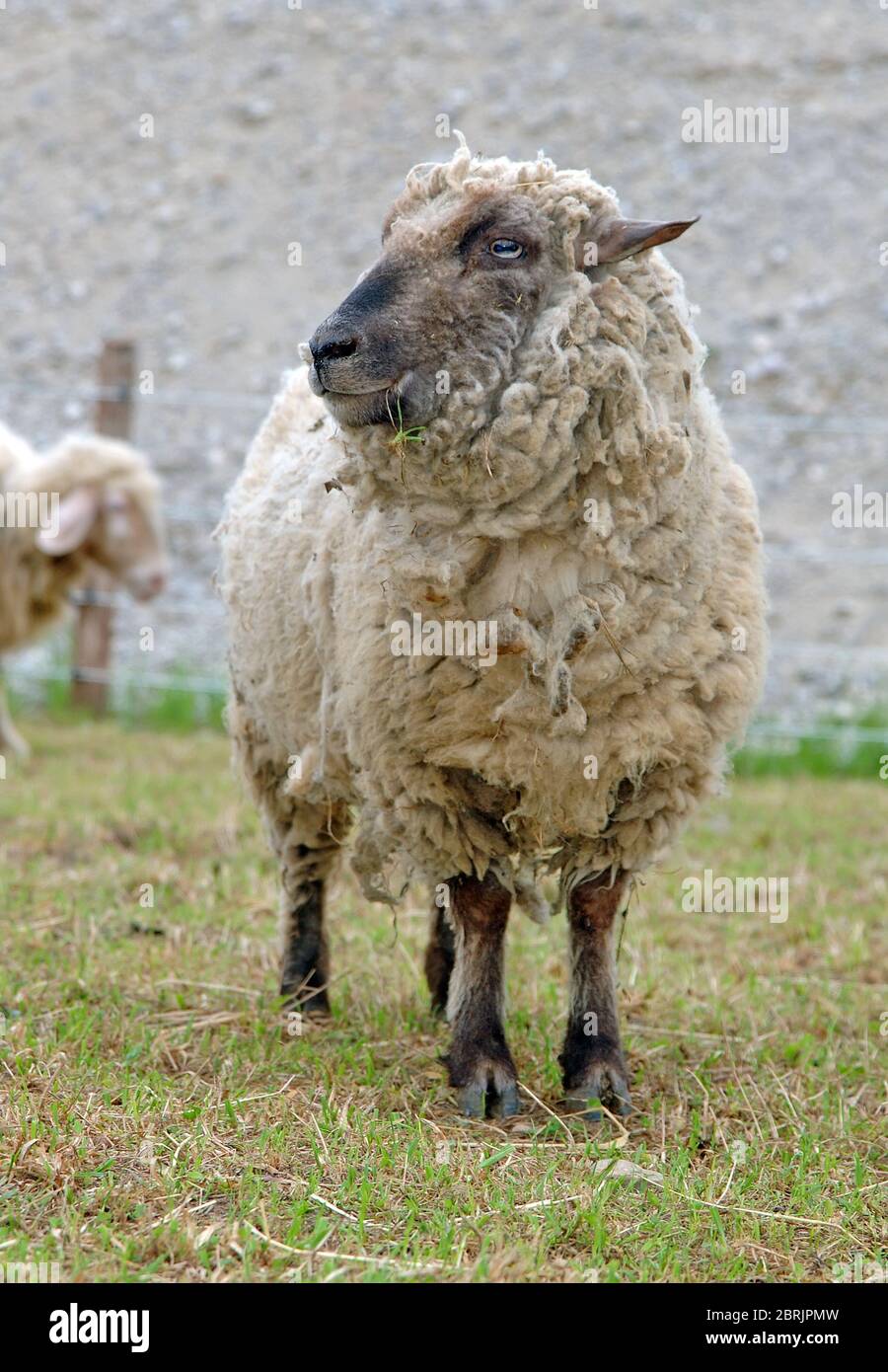 Happy woolly face hi-res stock photography and images - Alamy