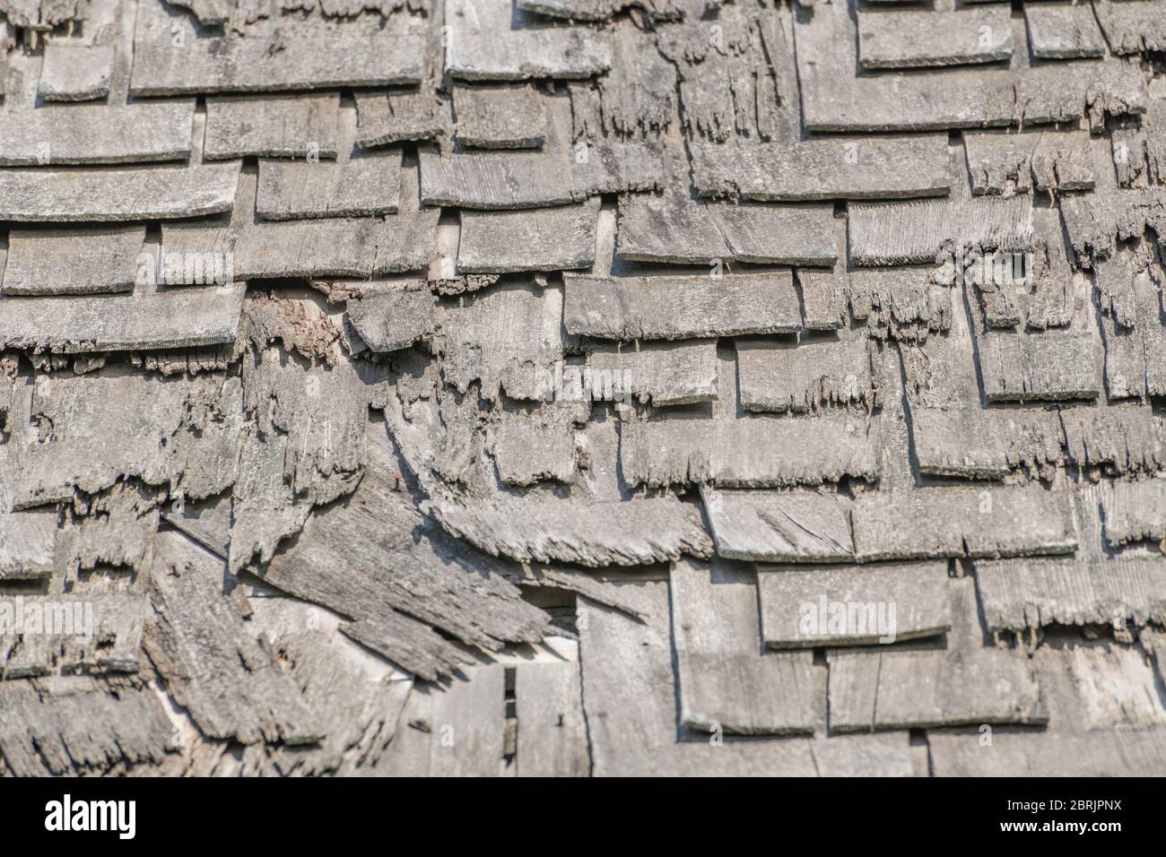 Badly decaying and rotting wooden shingle roof /shingle roof tiles ...