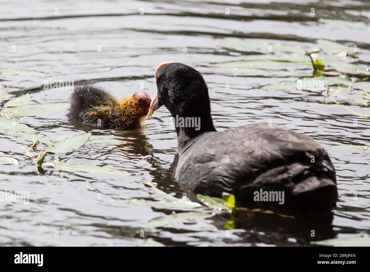 Baby coots hi-res stock photography and images - Alamy
