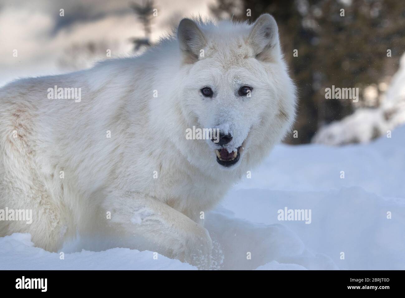 Arctic wolf in winter, Montana Stock Photo - Alamy