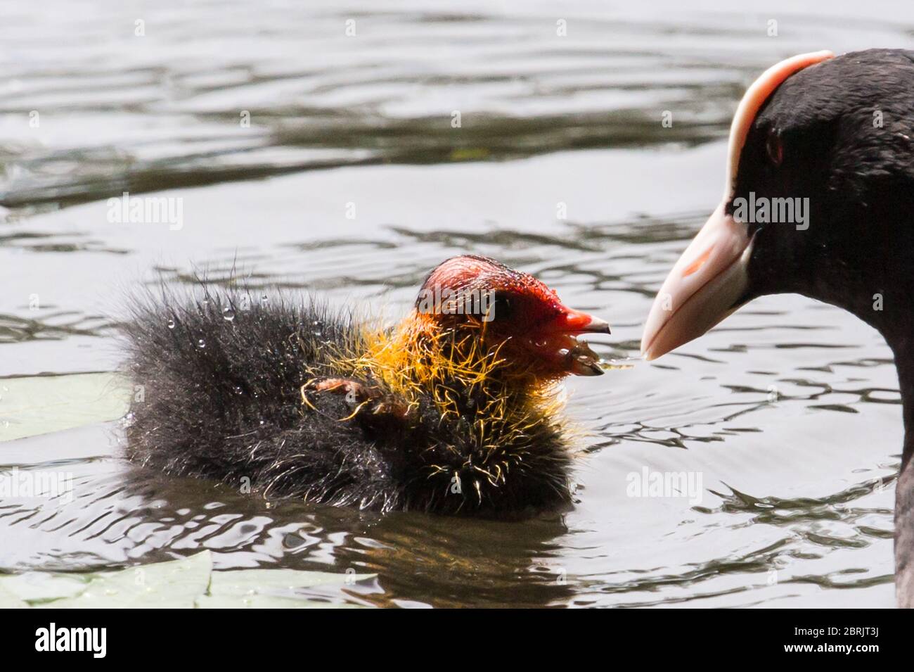 baby coots with parents on the lake Stock Photo - Alamy