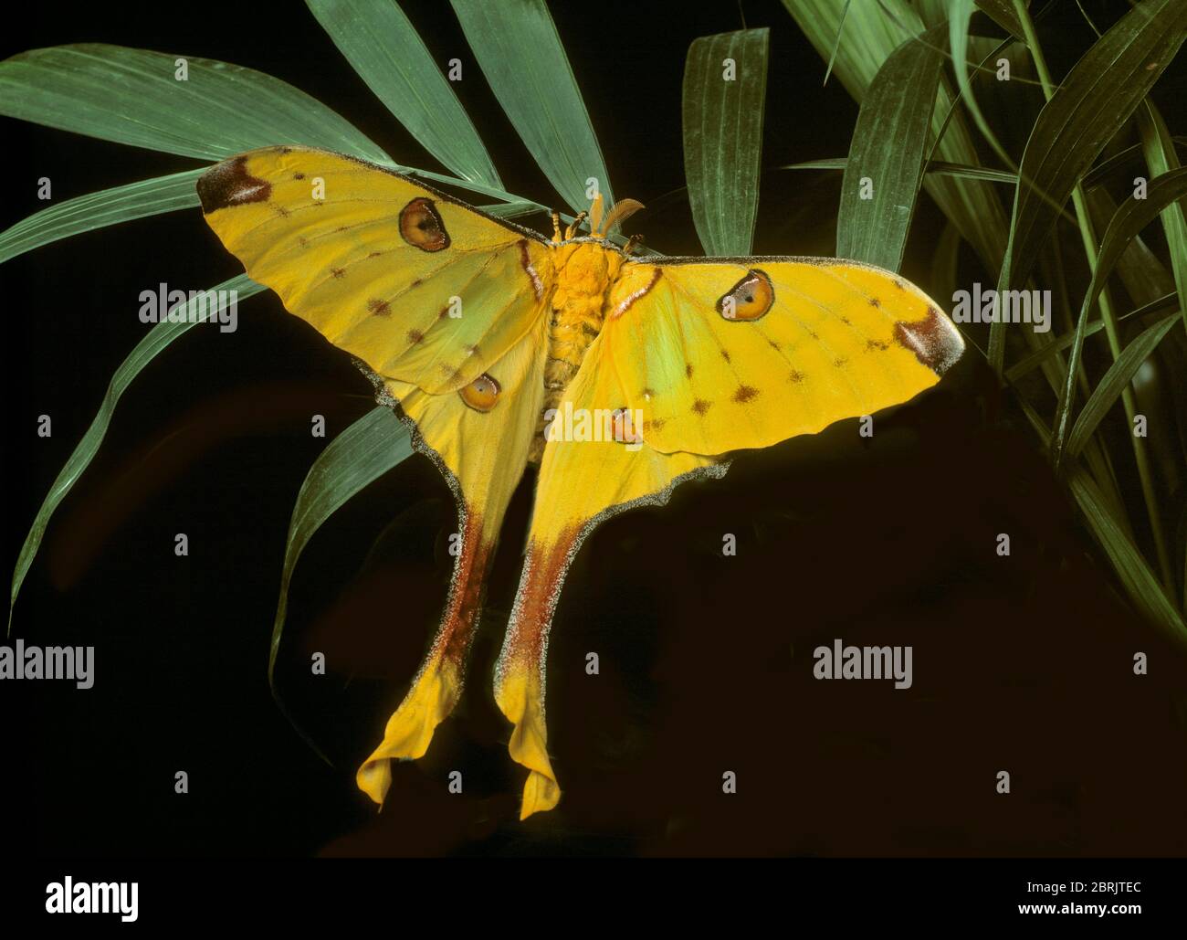 Indian moon moth, India Stock Photo - Alamy