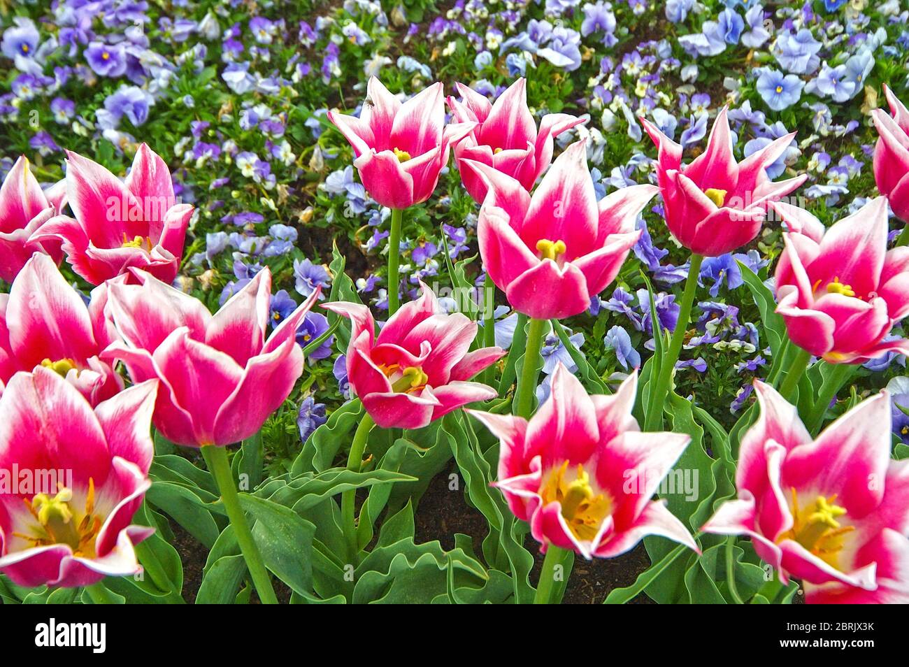 Tulip field border hi-res stock photography and images - Alamy