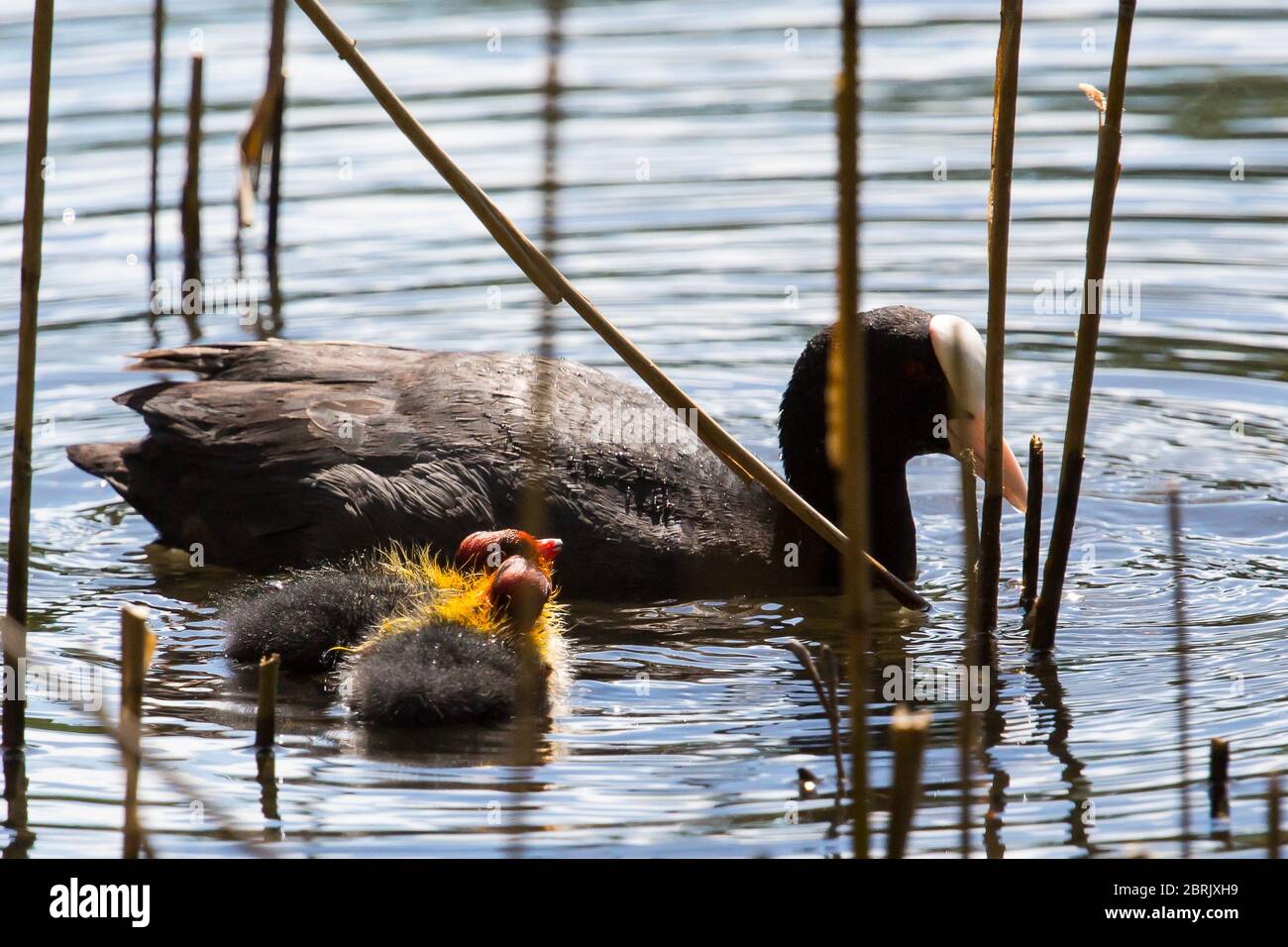 Baby coots hi-res stock photography and images - Alamy