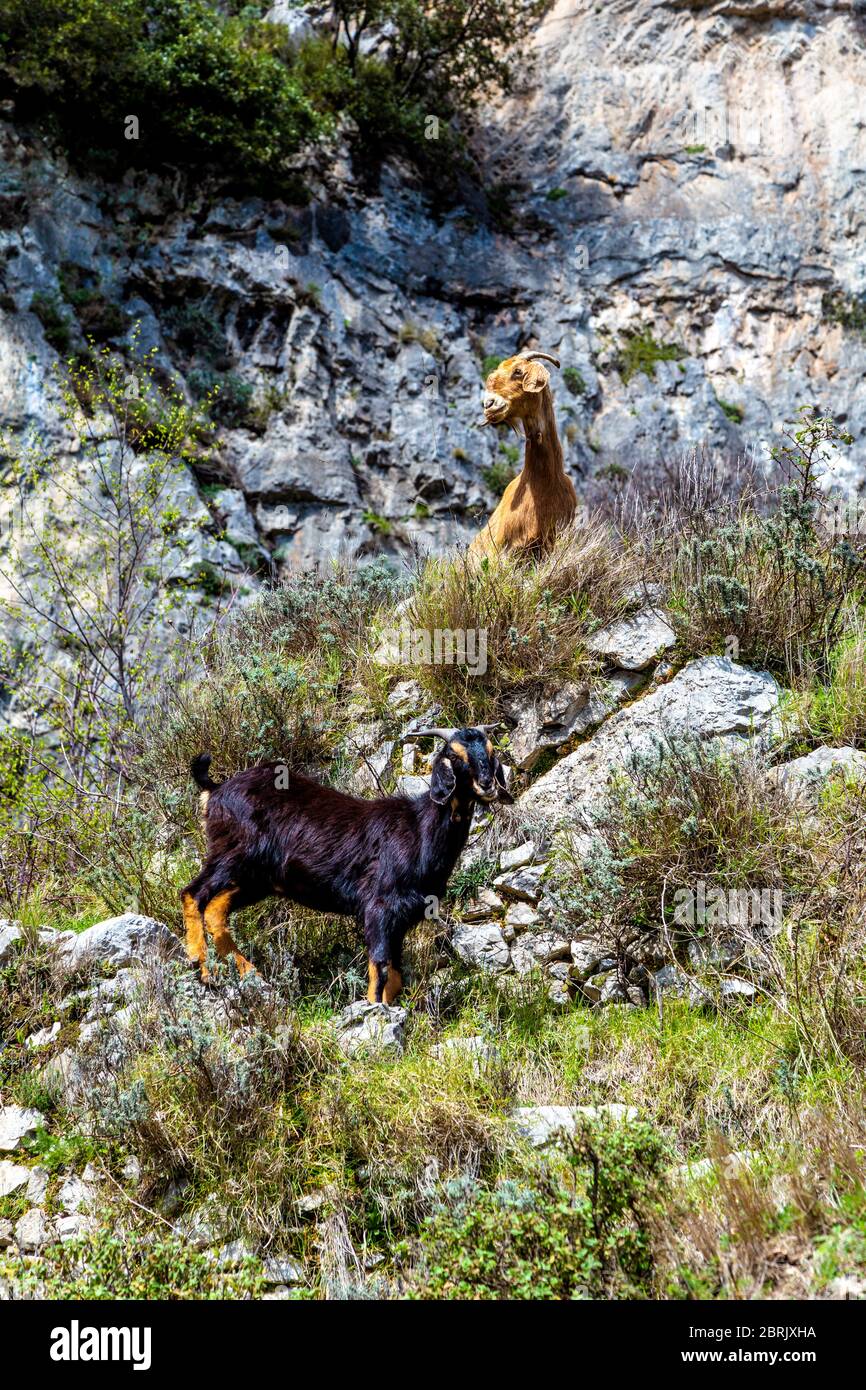 Mountain goats along the Path of The Gods hiking trail in the Amalfi ...