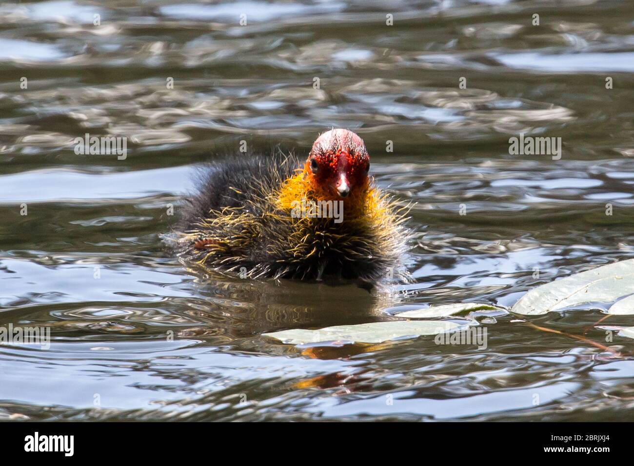 Baby coots hi-res stock photography and images - Alamy