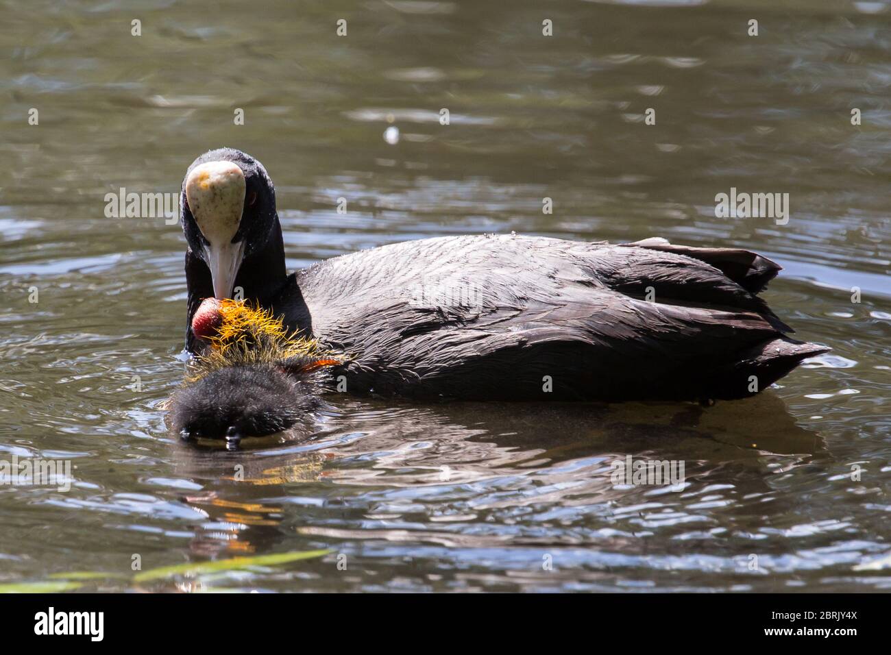 baby coots with parents on the lake Stock Photo - Alamy