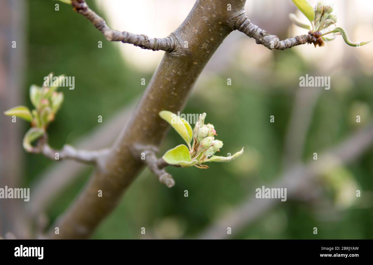 detail of buds of apple tree at the beginning of spring Stock Photo - Alamy