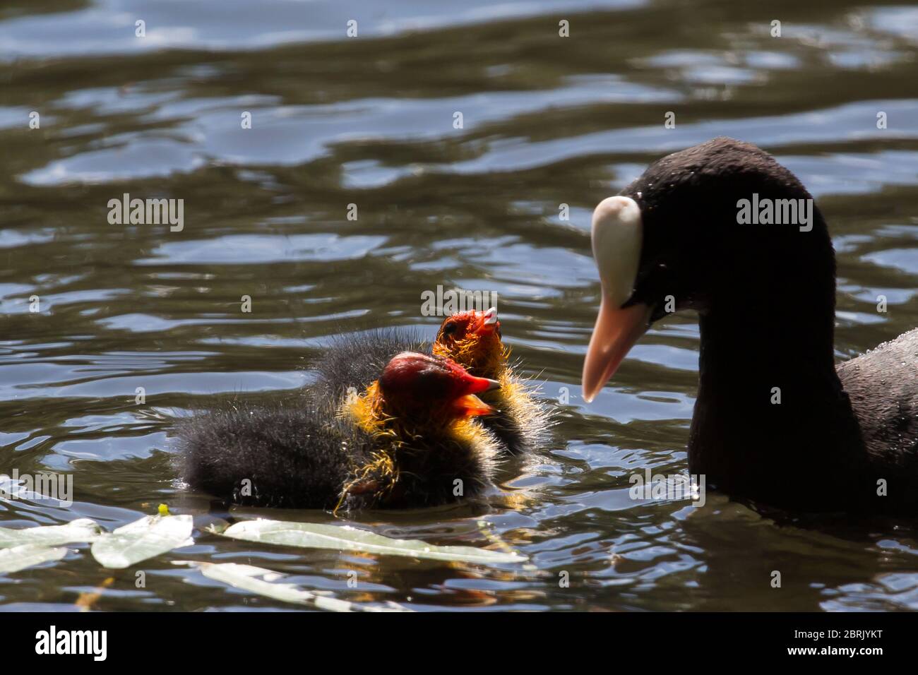 Baby coots hi-res stock photography and images - Alamy