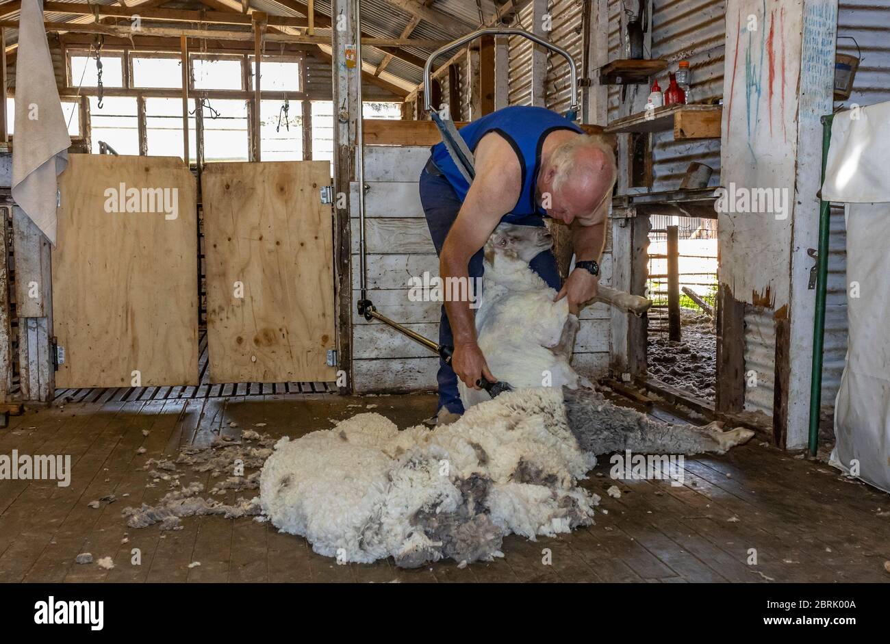 Kangaroo Island, Australia - March 9th, 2020: A farmer almost finishing ...