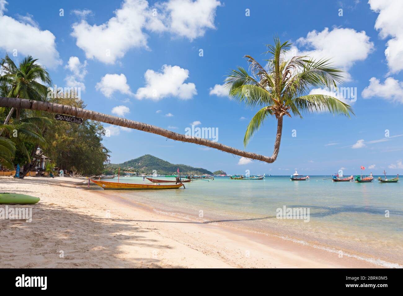 Bending tree on Sairee beach, Koh Tao, Thailand Stock Photo - Alamy