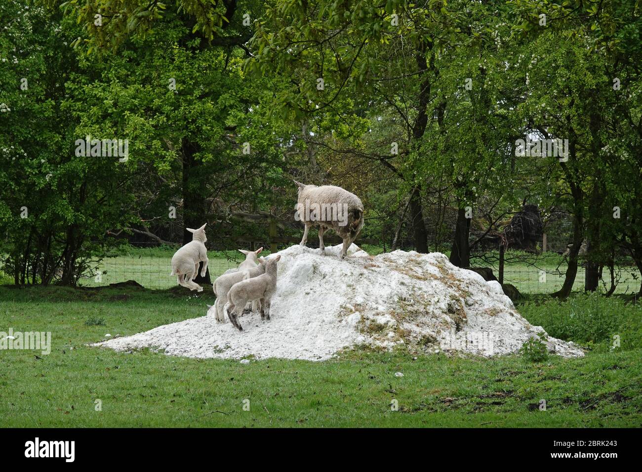 Sheep in a field excitedly climbing over a mound of salt with a spring ...