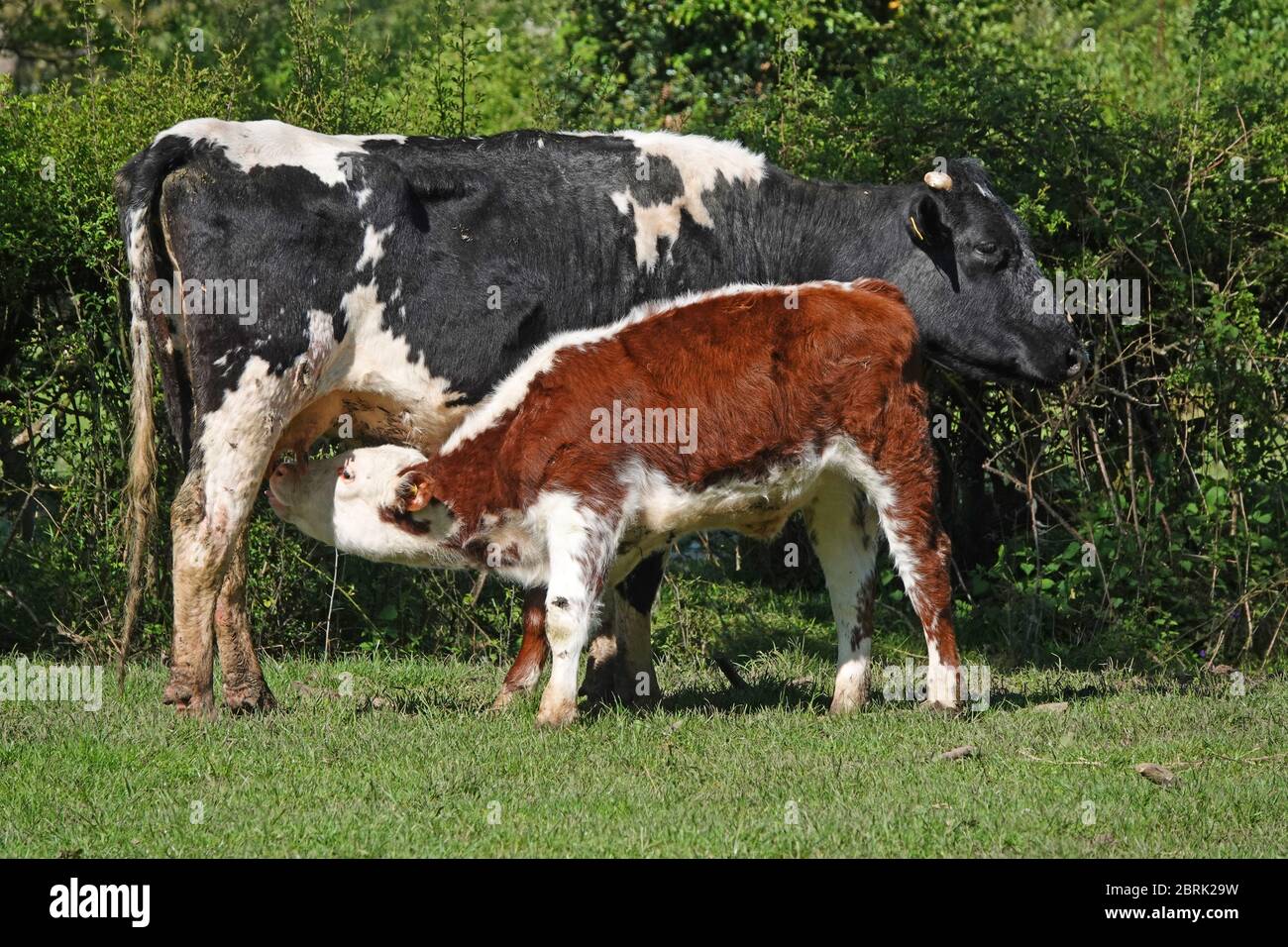 Cow breastfeeding hi-res stock photography and images - Alamy