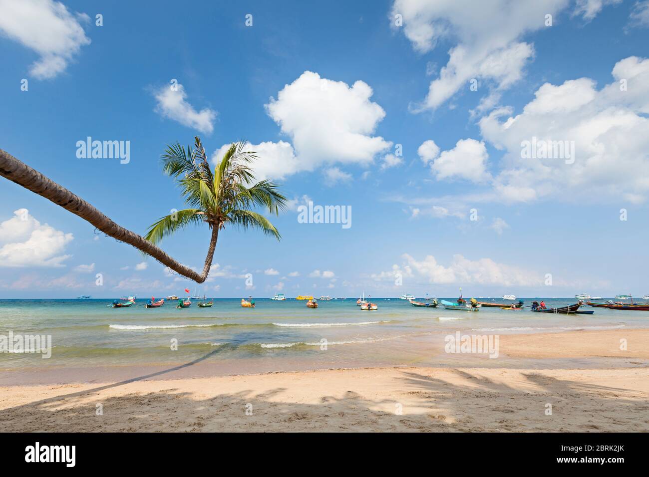 Bending tree on Sairee beach, Koh Tao, Thailand Stock Photo - Alamy