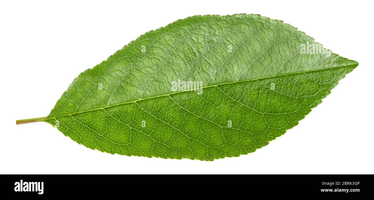 green cherry leaf isolated on white background Stock Photo - Alamy