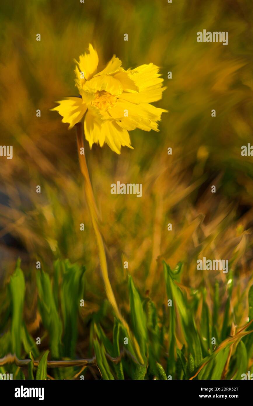 Endangered Lakeside Daisy in Marblehead field - artistic Stock Photo ...