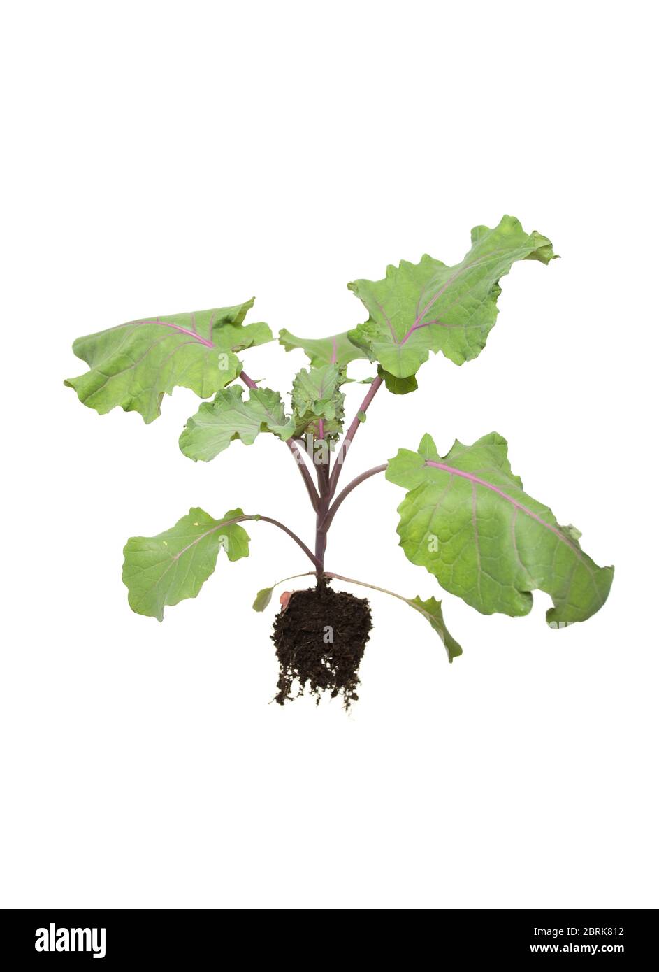 Kalettes growing hi-res stock photography and images - Alamy