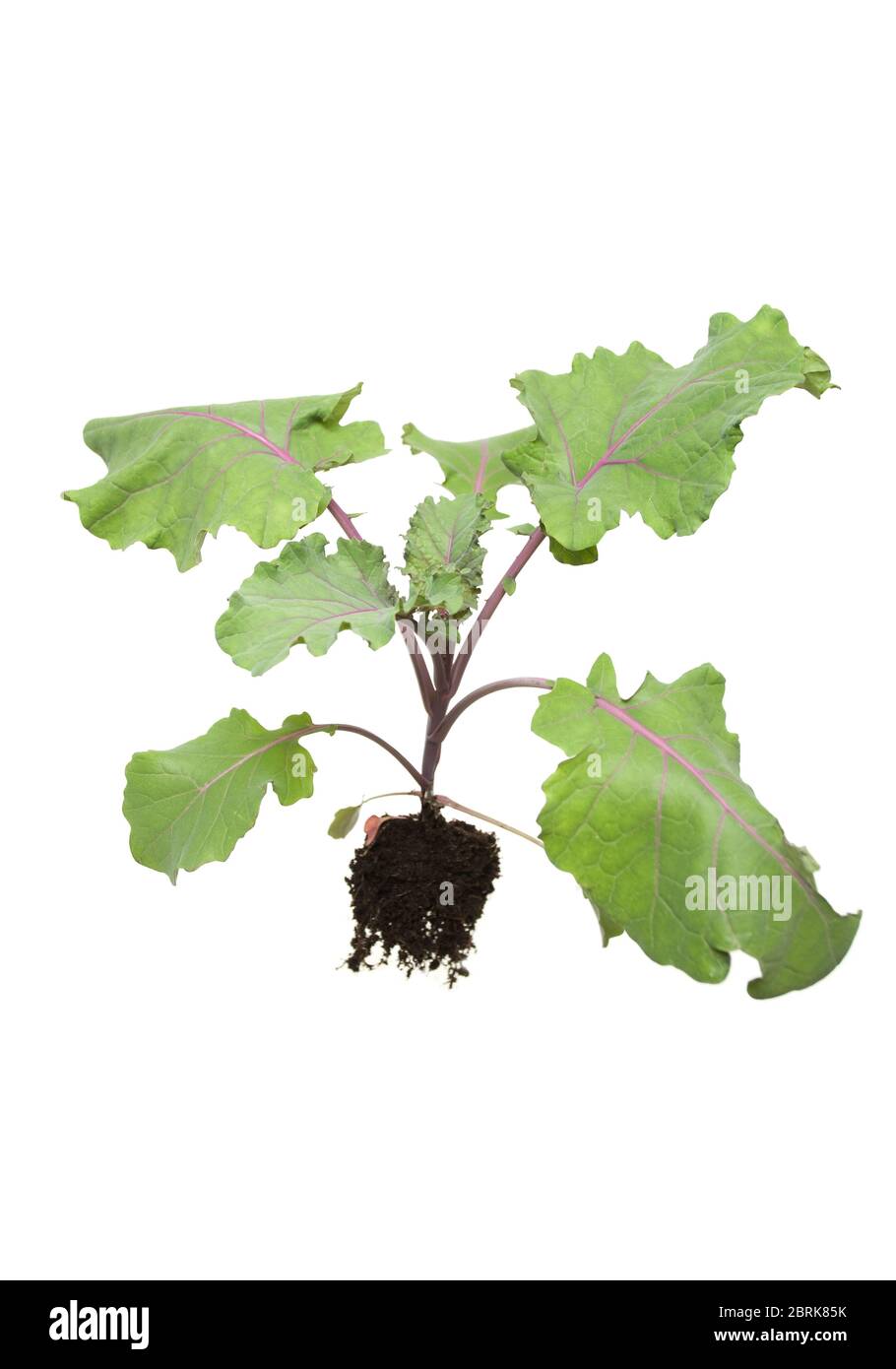 Whole Kalette plant with roots on isolated white background Stock Photo ...