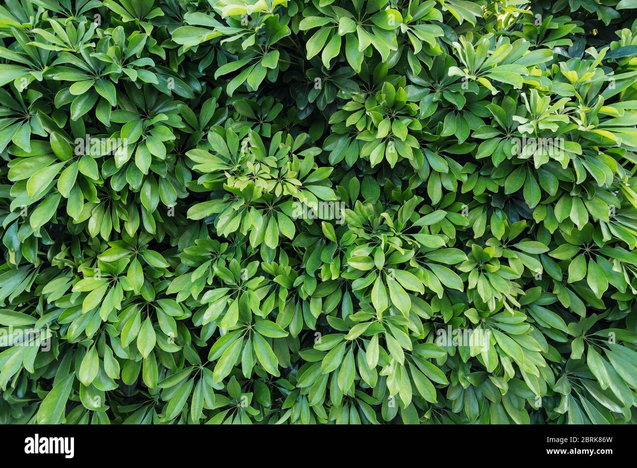 Fresh new green leaves growing on an outdoor plant Stock Photo - Alamy