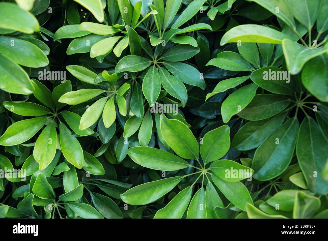 Fresh new green leaves growing on an outdoor plant Stock Photo - Alamy