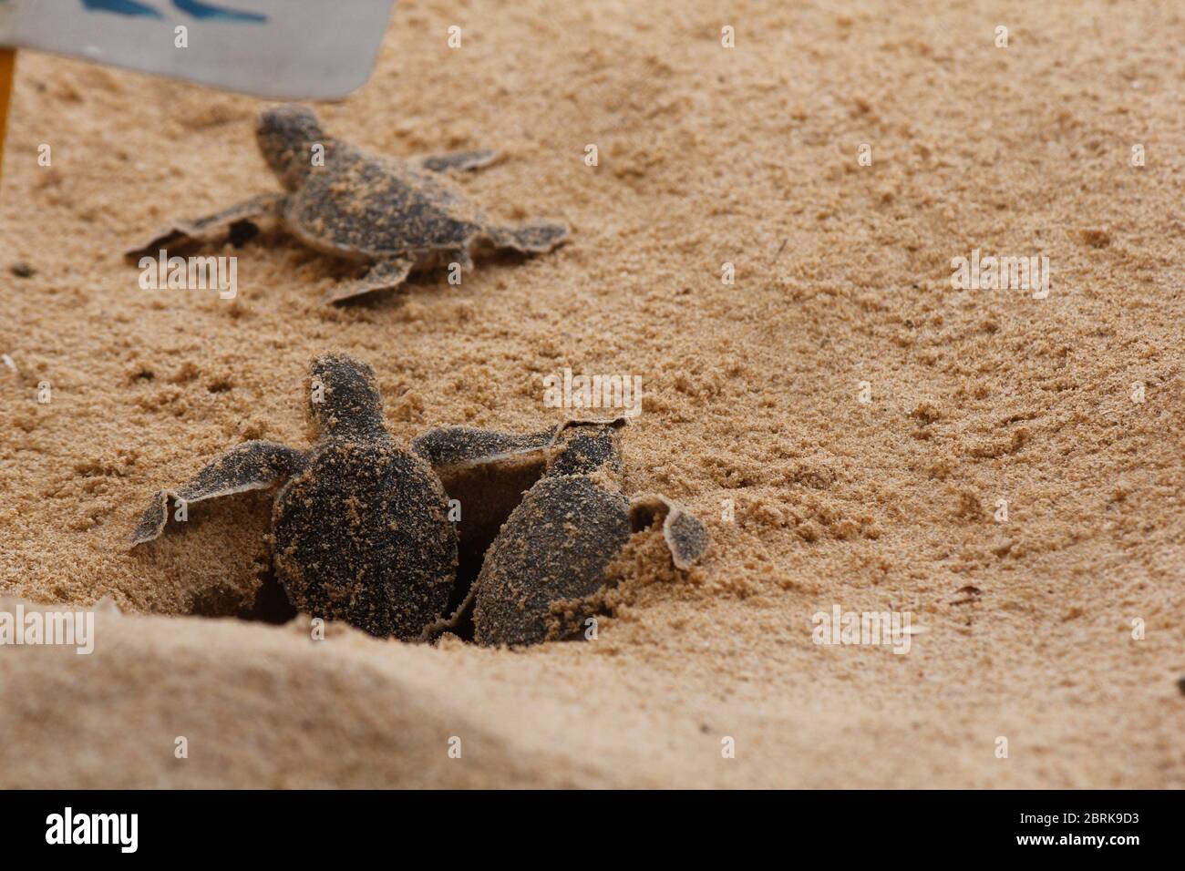 baby sea turtle hatching. One day old sea turtles in Hikkaduwa in the ...